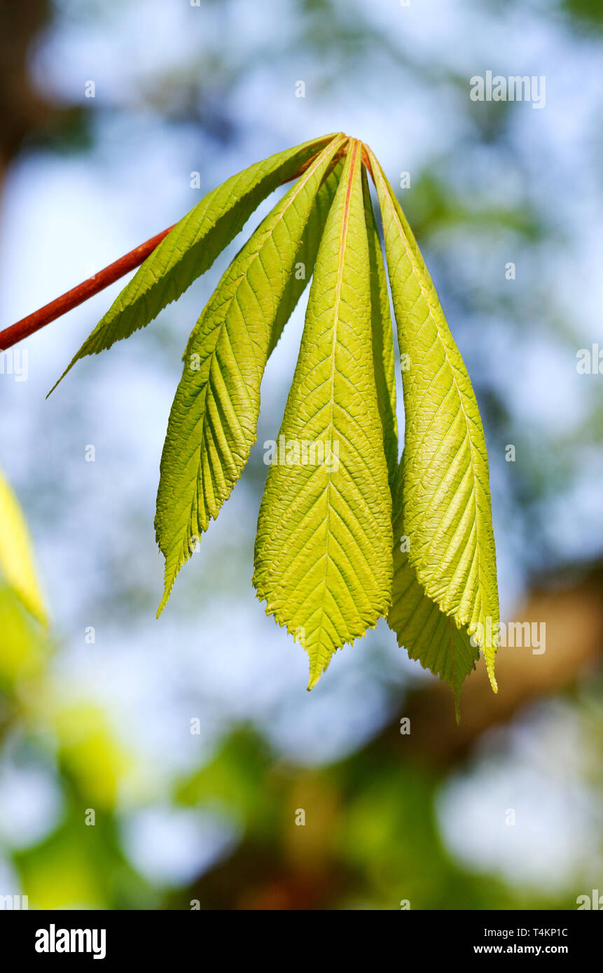 Branch And Young Leaves Of A Chestnut Tree High Resolution Stock ...