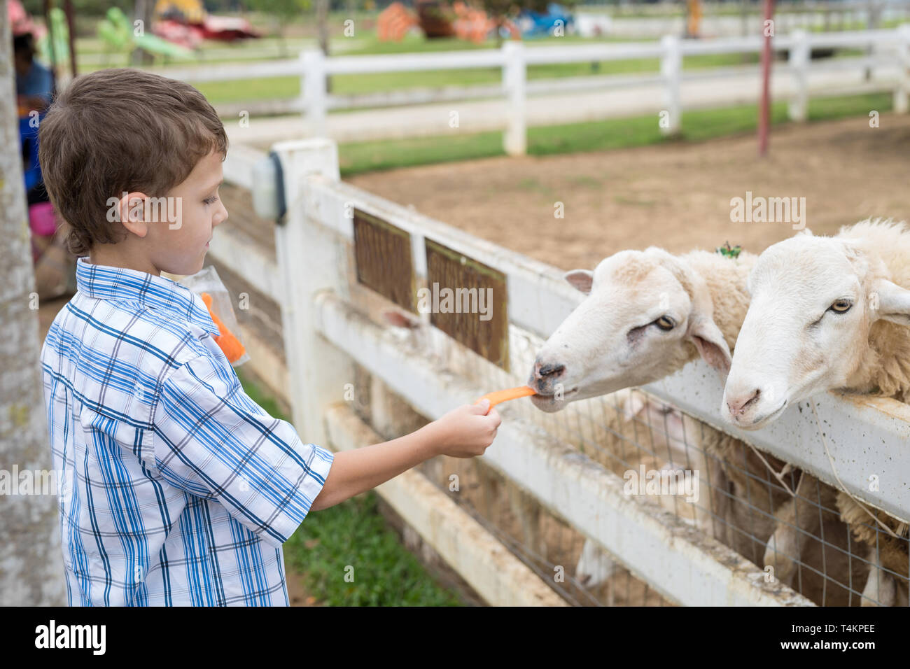 Happy little boy feeding sheep in a park at the day time. Kid having ...