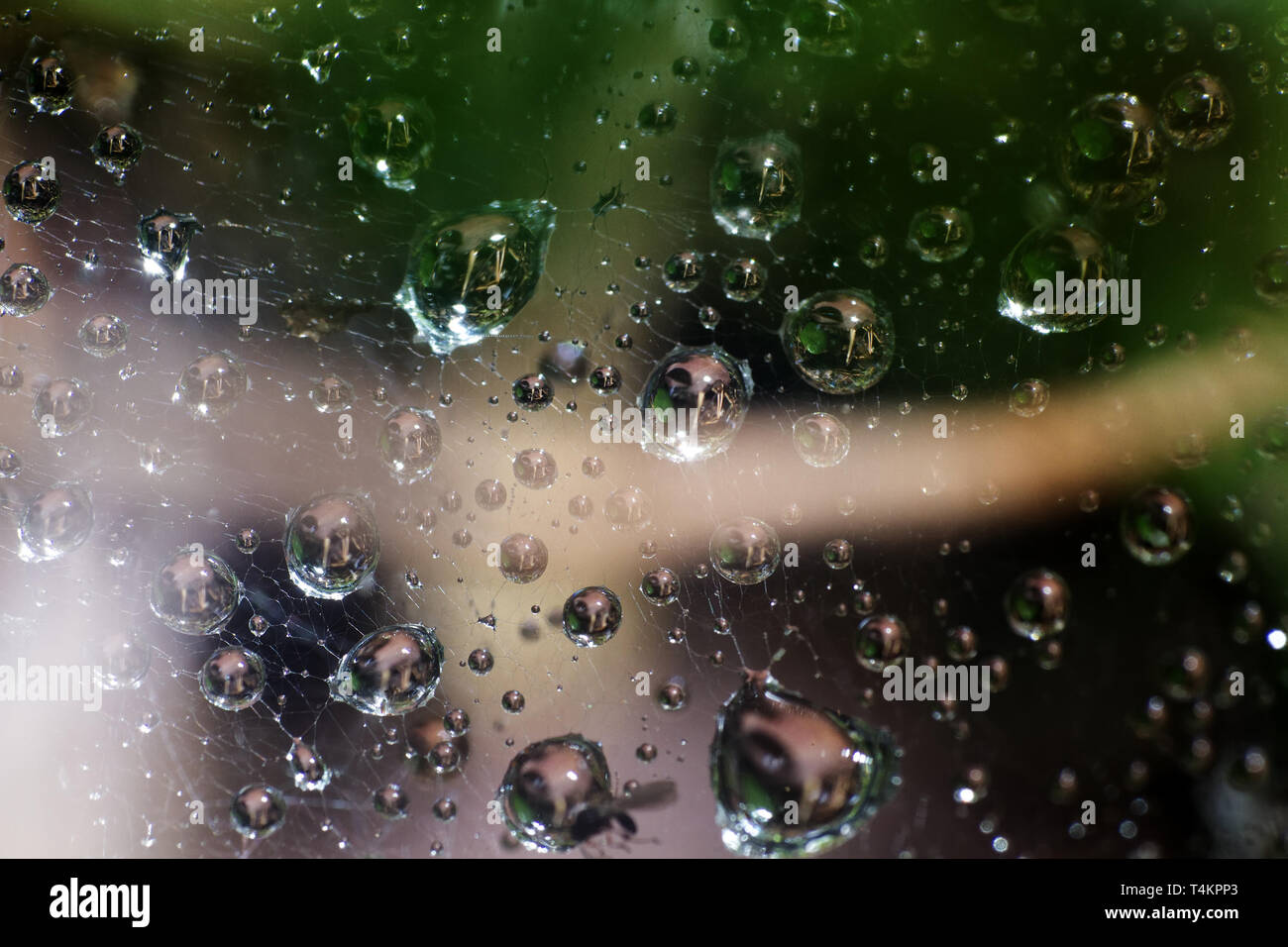 magic web with water droplets in the microcosm. ultra macro web in ...
