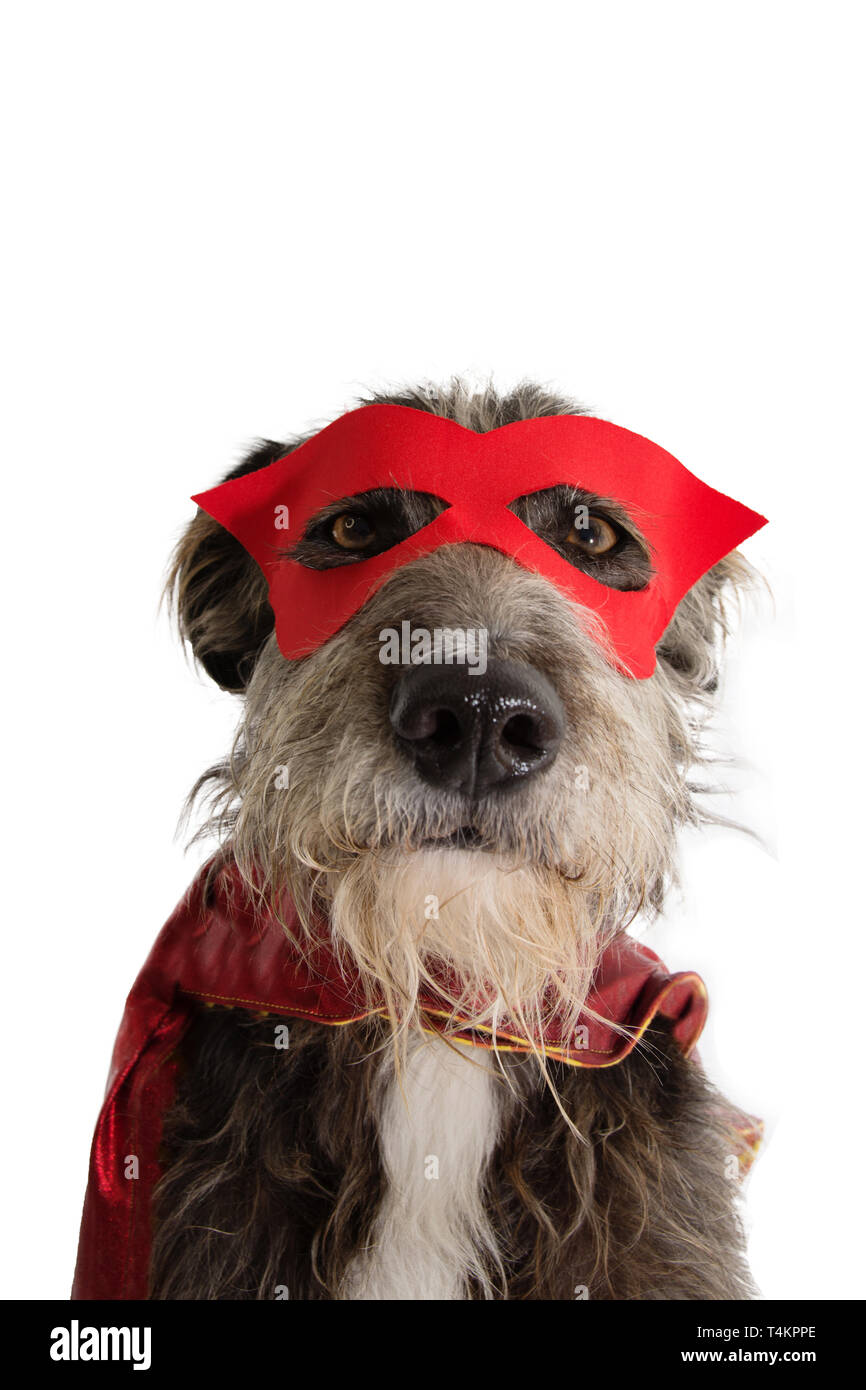 CLOSE-UP DOG SUPER HERO COSTUME.FUNNY PUPPY WEARING A RED MASK AND A ...