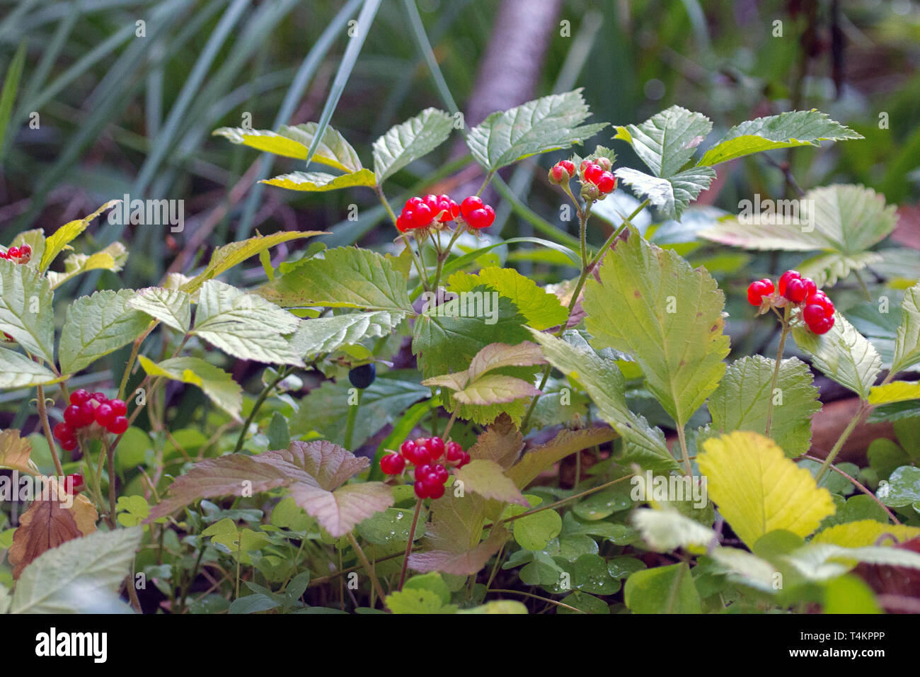 Delicious summer berries, forest fruit. Stone bramble (roebuck-berry ...