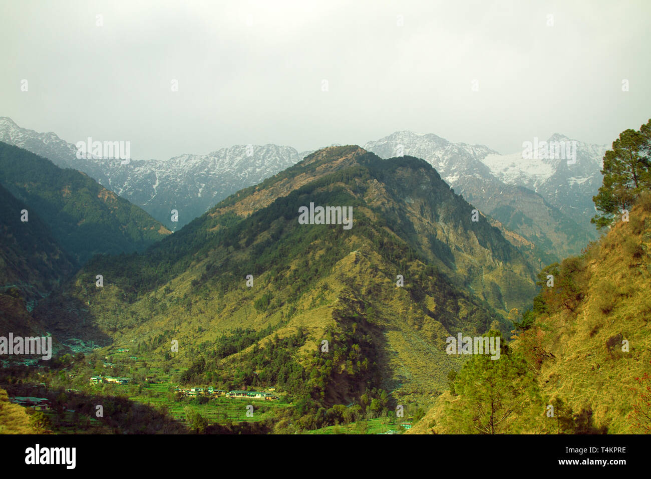 Evergreen mountain forests (rainforest) of the Pre-Himalayas (Sivalik ...