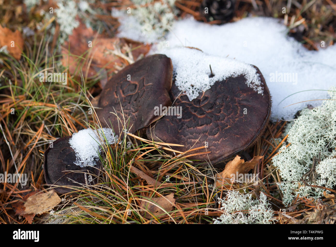 Sheep polypore hi-res stock photography and images - Alamy