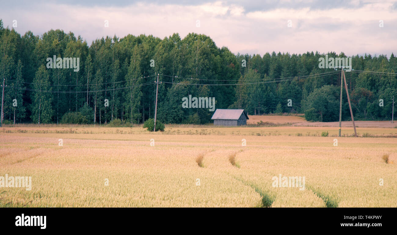 Haver plant hi-res stock photography and images - Alamy