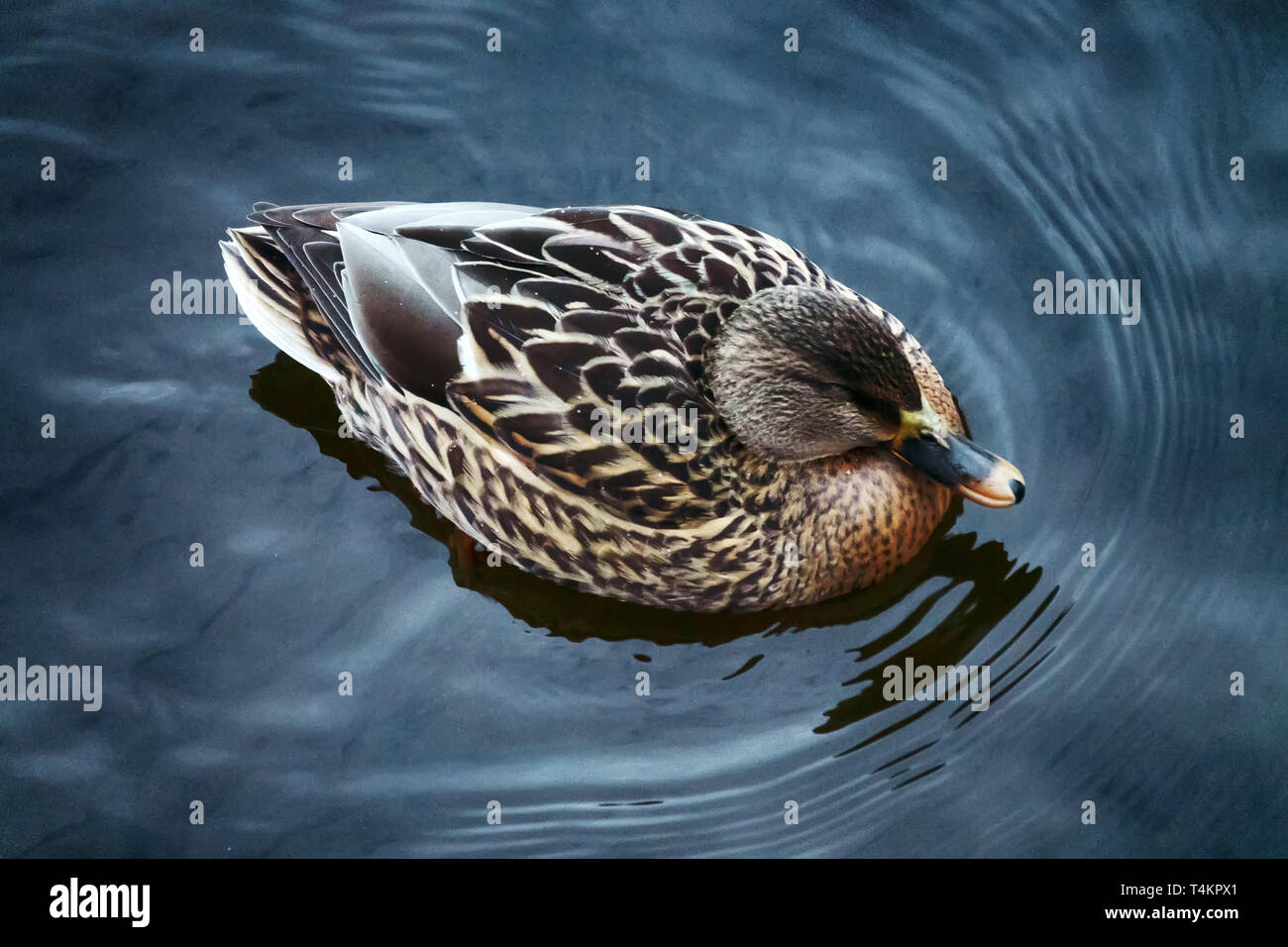 Mallard, female swims. Top view from the back Stock Photo - Alamy