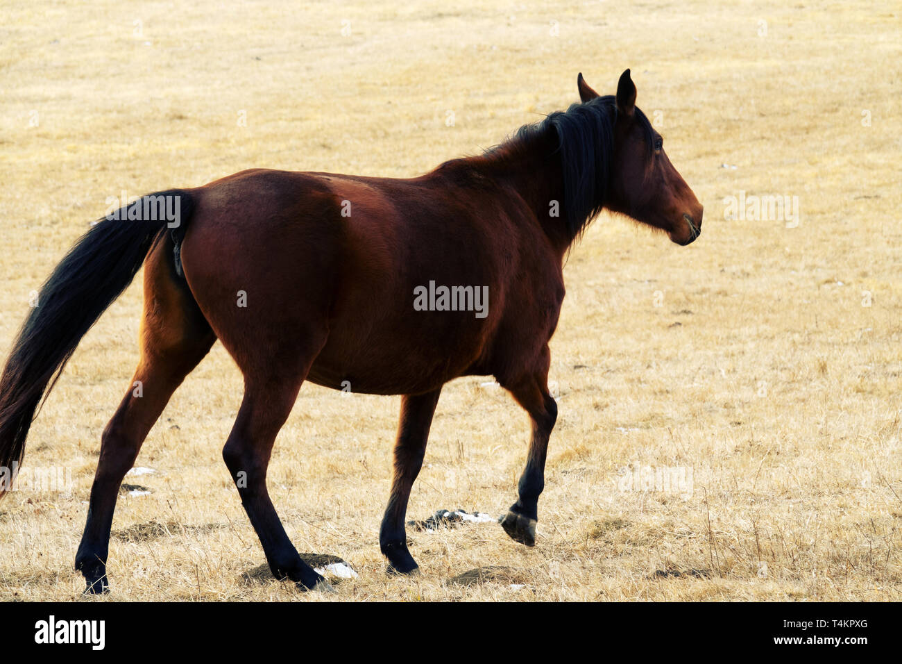 Growing racehorses in the Caucasus. Horses on pasture in winter ...