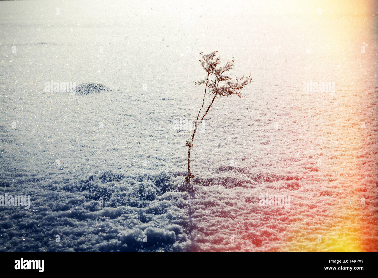 Lump of trees hi-res stock photography and images - Alamy