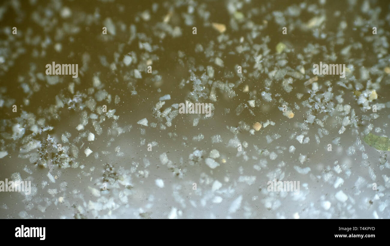 Aqua bio background with particles of plant origin ultra macro ...