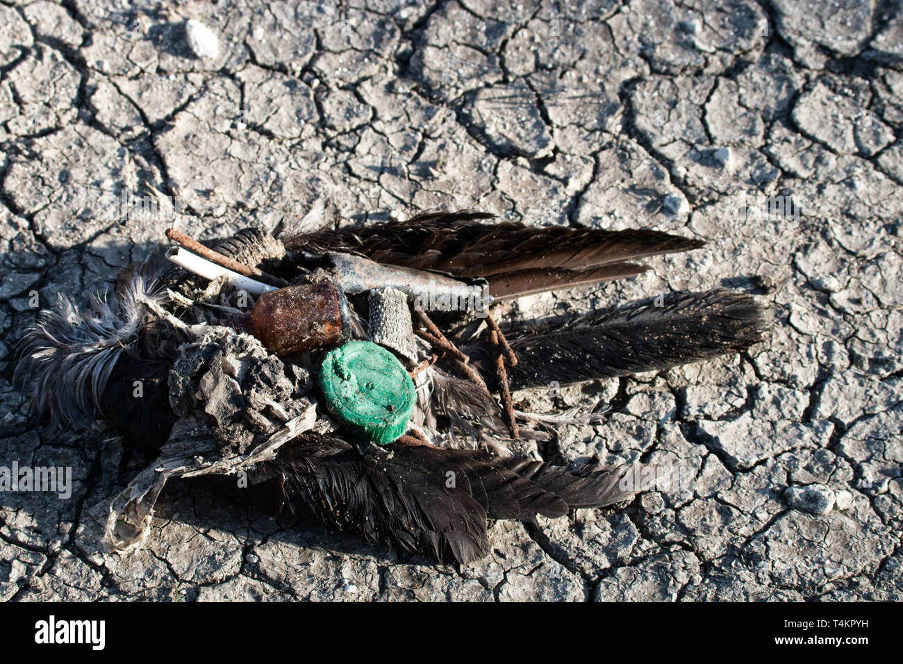 Environmental disaster. Drought and death from pollution of planet by ...