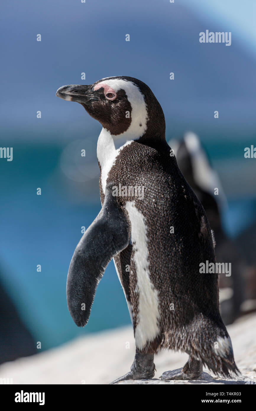 South africa animals hi-res stock photography and images - Alamy
