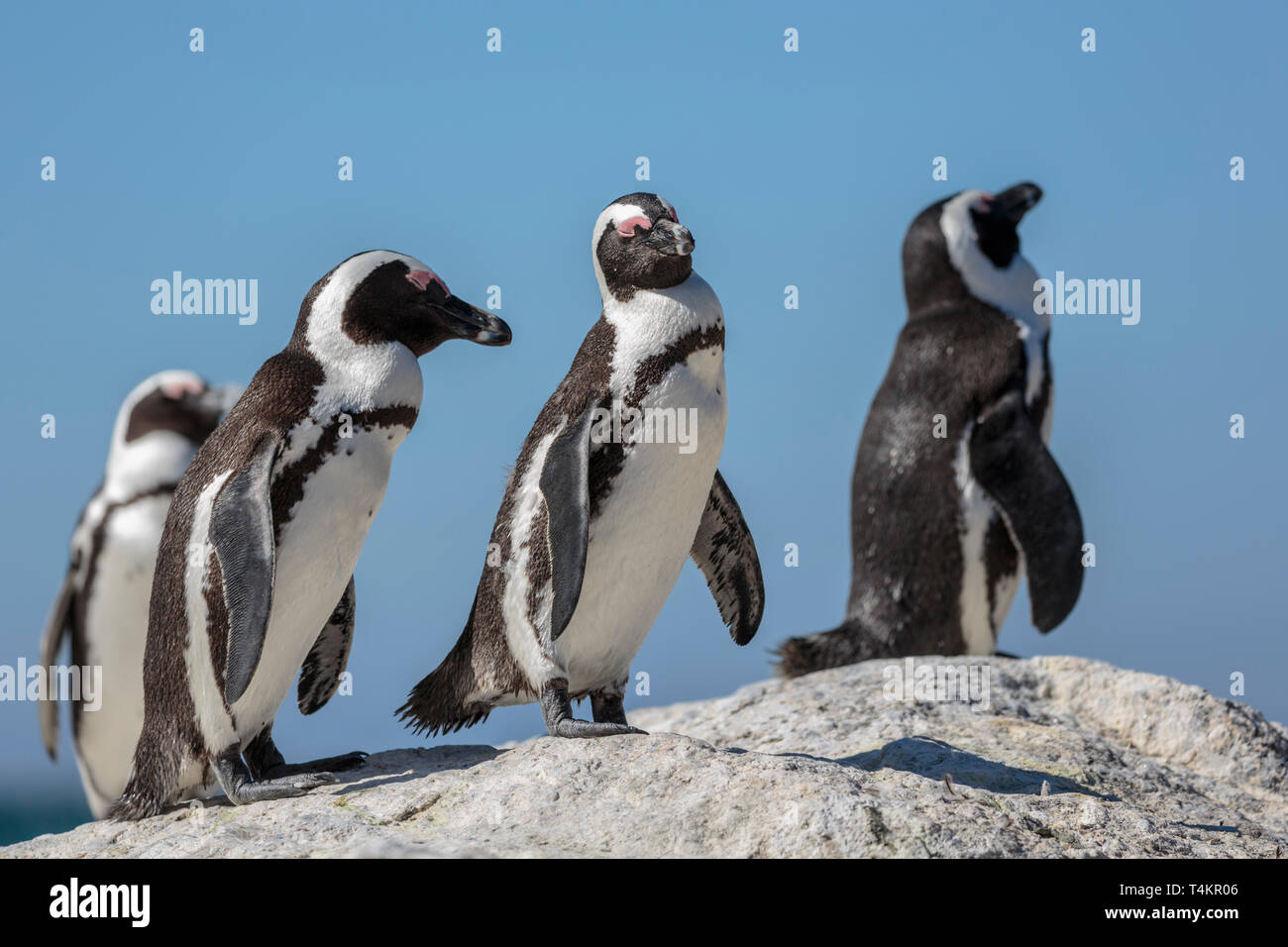 Four Footed Animal Stock Photos & Four Footed Animal Stock Images - Alamy