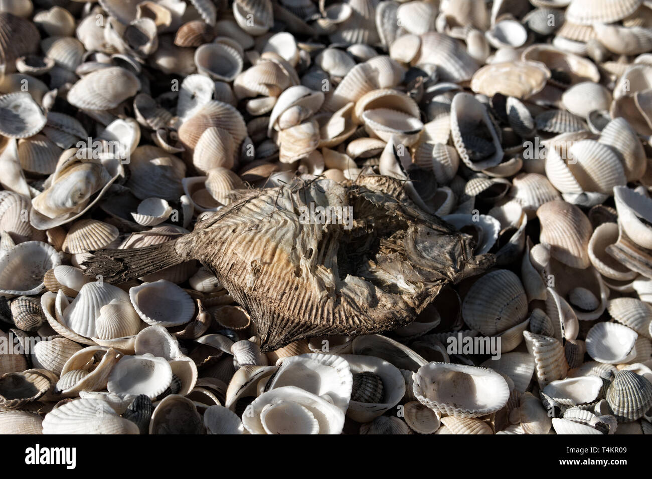 Dead dry fish (flounder, Platichthys, demersal fish) on a seashell ...