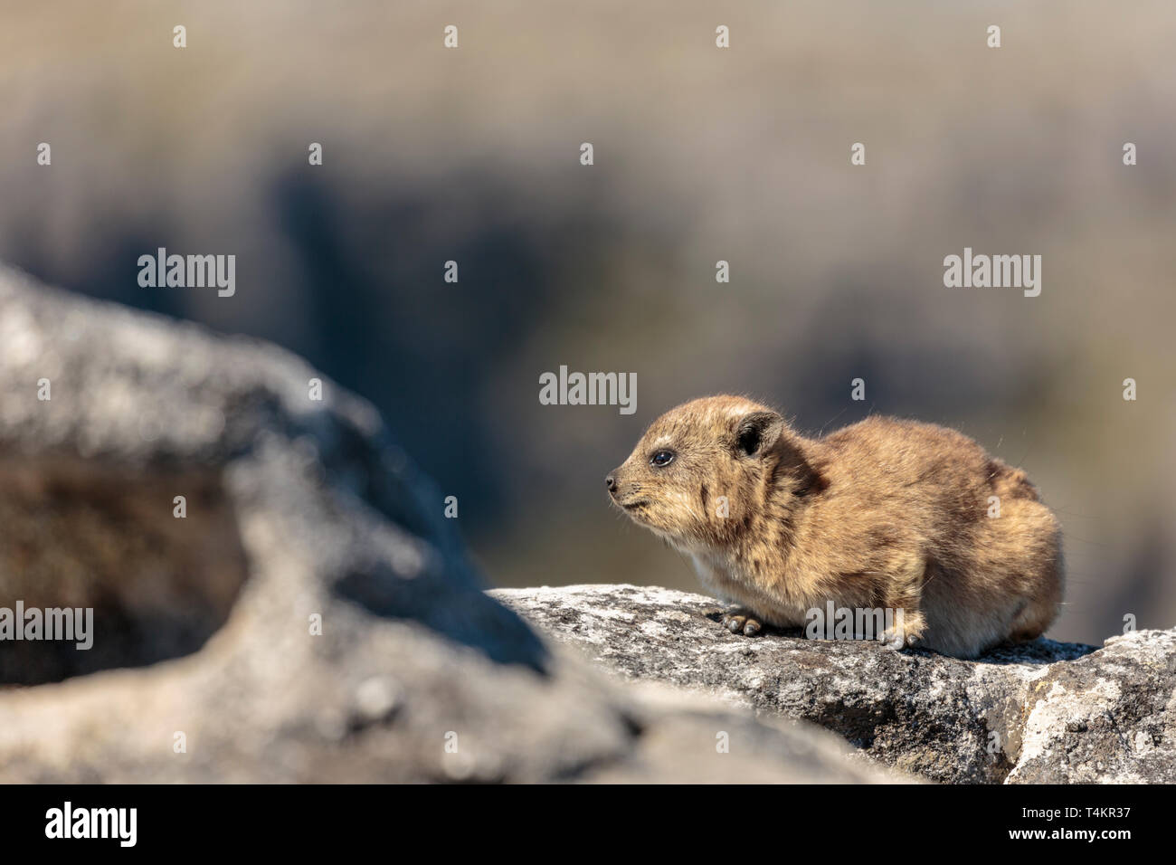 Rock badger hi-res stock photography and images - Alamy