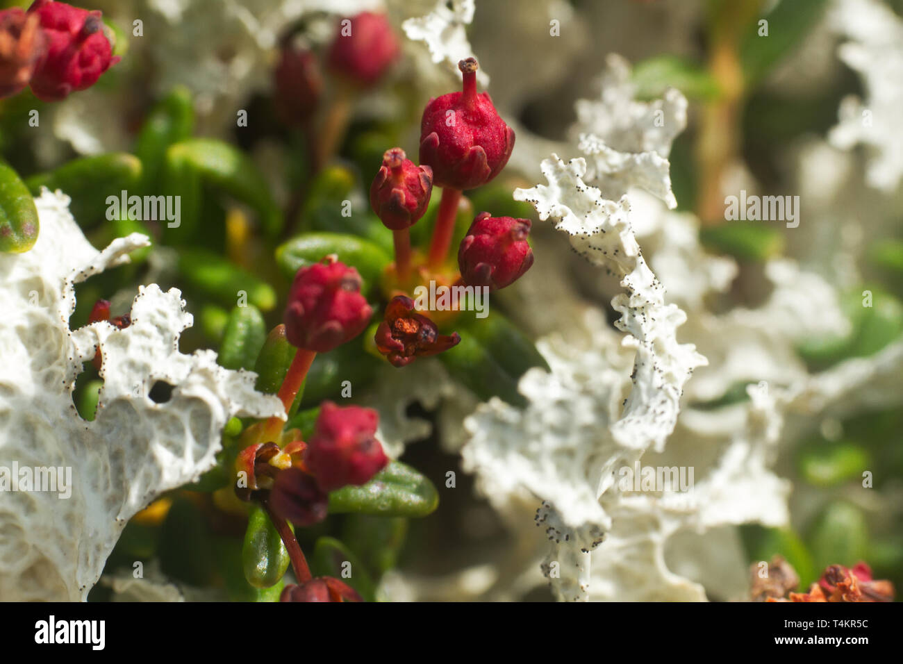 moss in zoom, which you haven't seen in a mountainous area of the ...