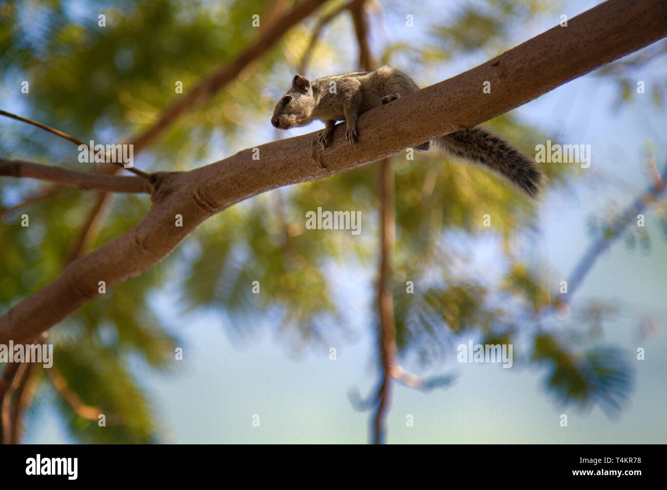 Indian palm squirrel (Funambulus palmarium) climbing a tree. India ...