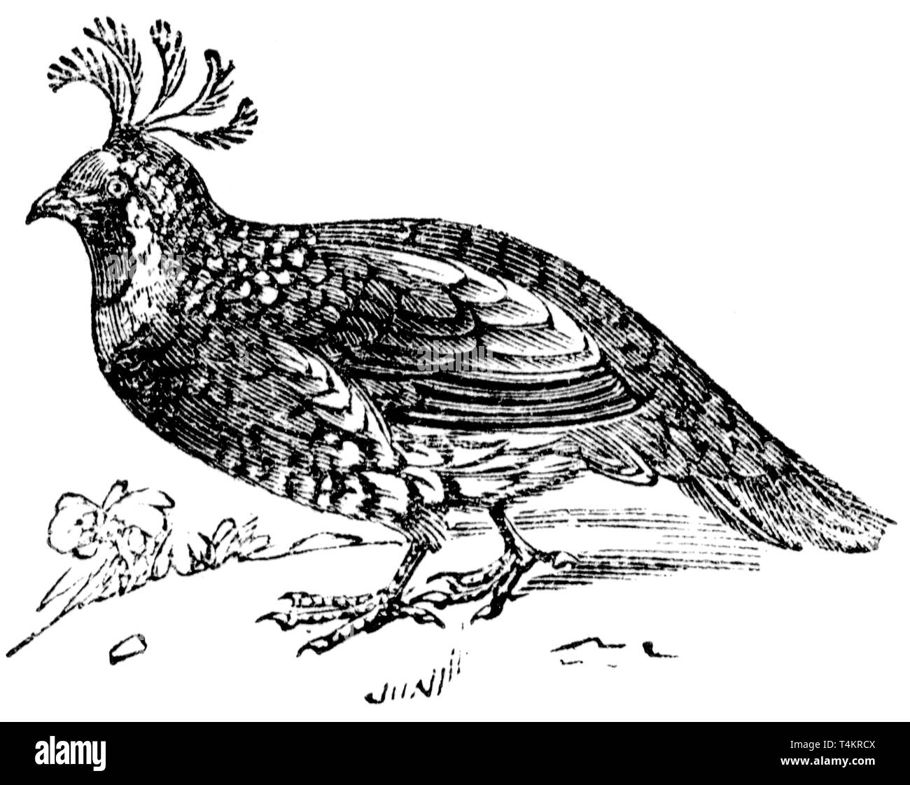 California quail illustration Cut Out Stock Images & Pictures - Alamy
