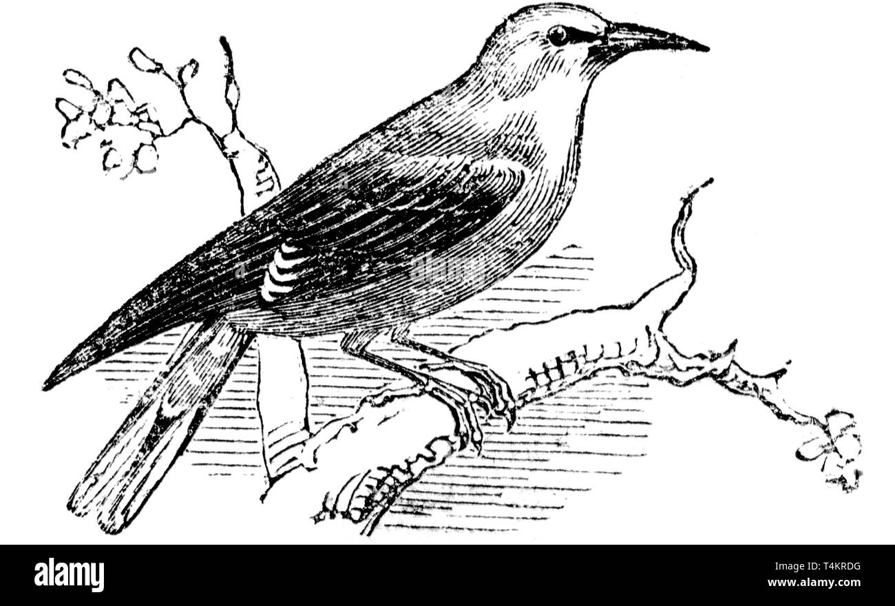 Isabela oriole hi-res stock photography and images - Alamy