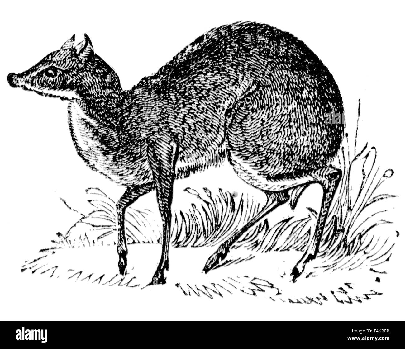 The history of java Cut Out Stock Images & Pictures - Alamy