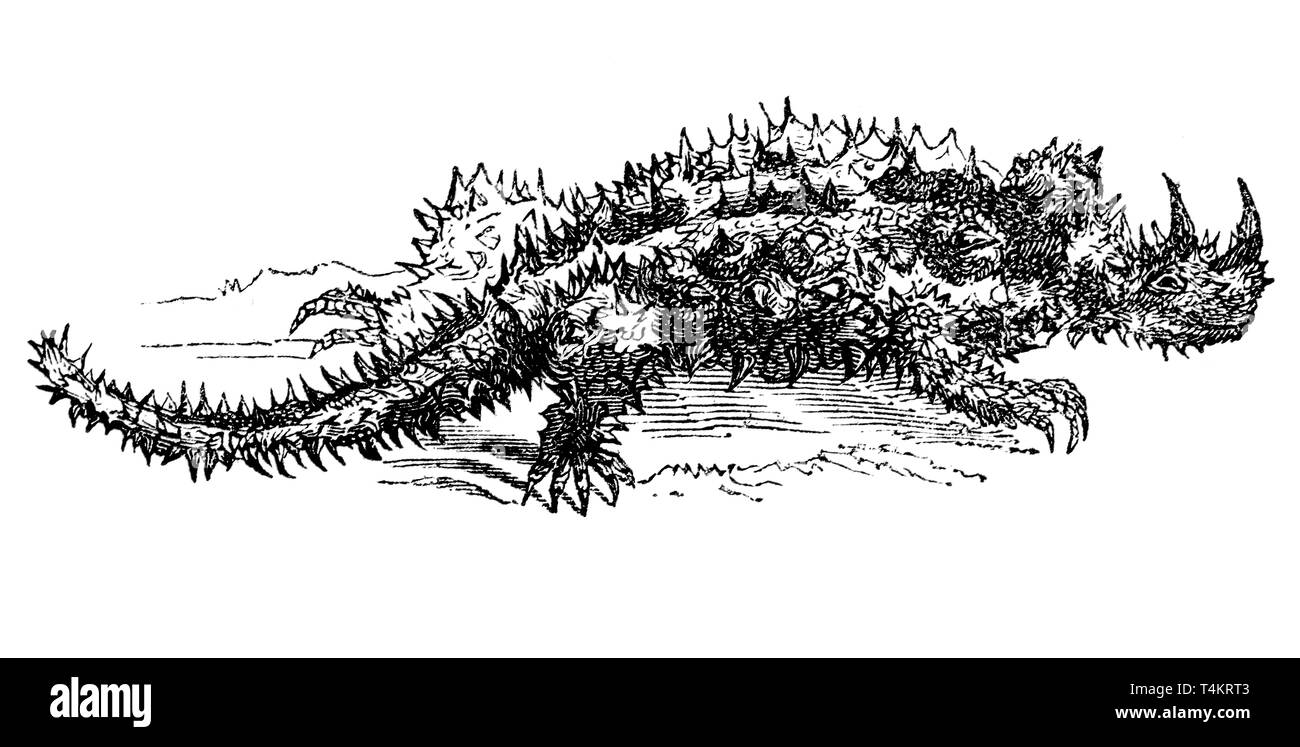 Wood cut engraved illustration, taken from 'The Treasury of Natural ...