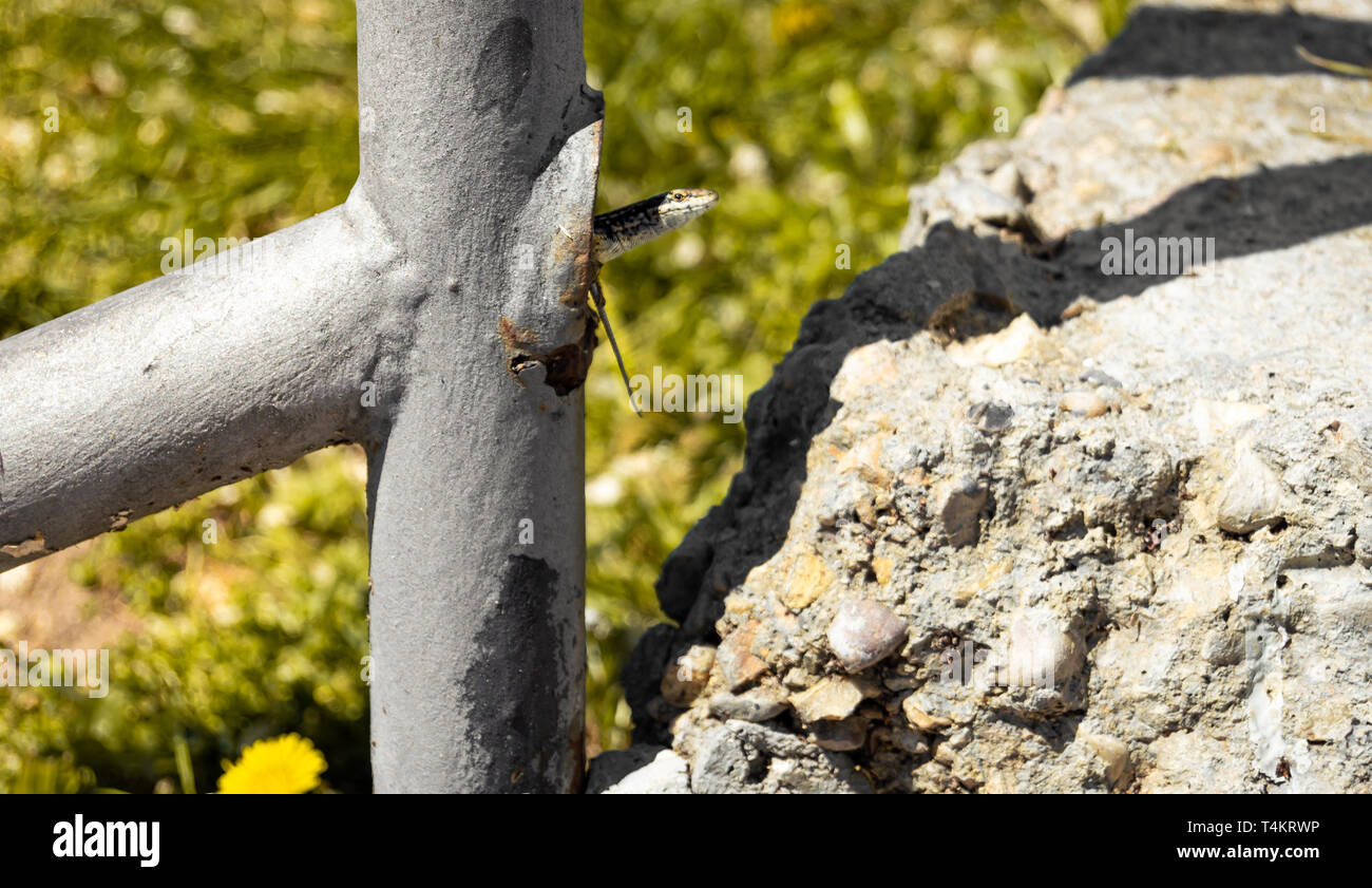 Salamander rock hole hi-res stock photography and images - Alamy