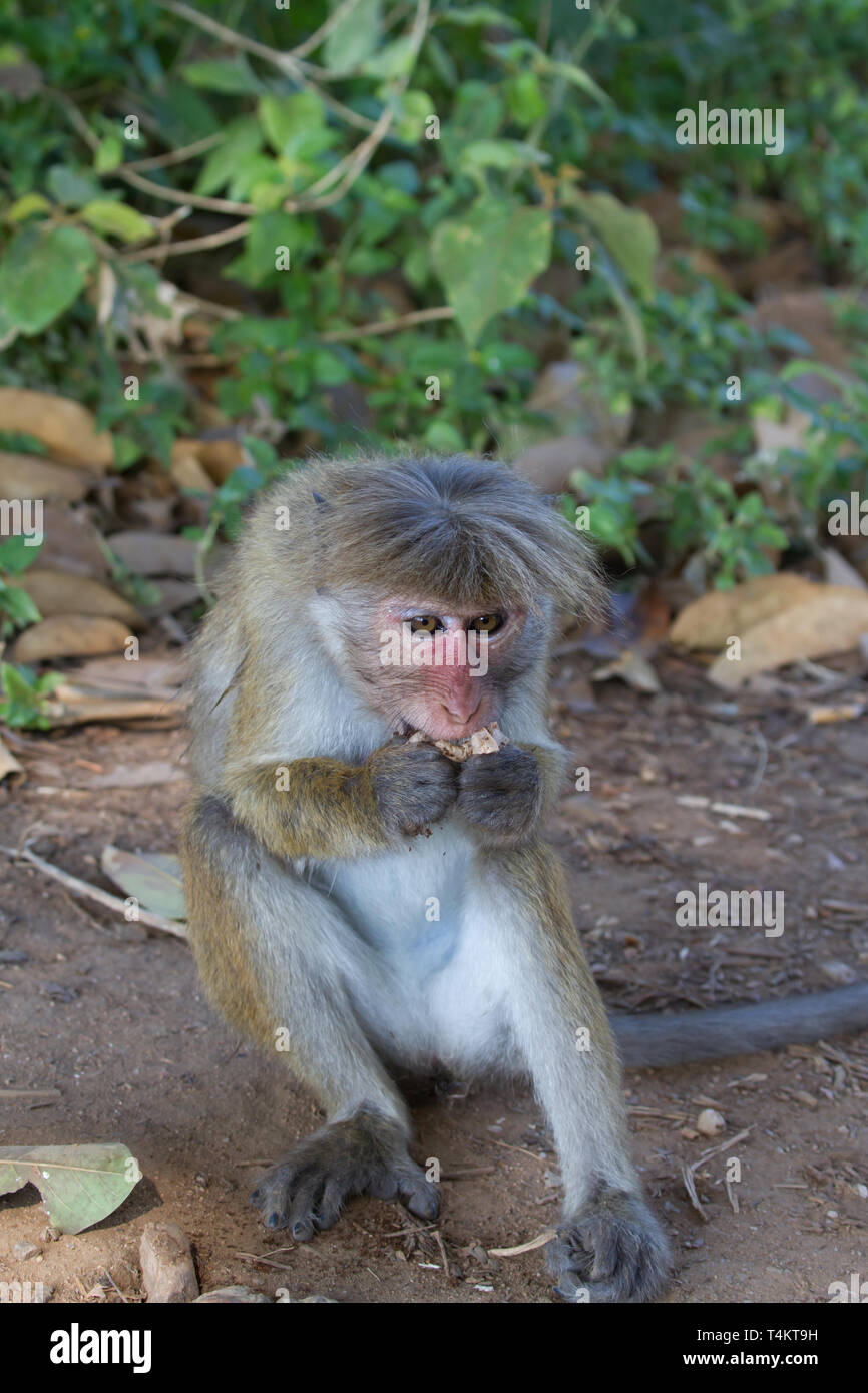 Toque macaque. Macaca sinica. Single adult feeding on picnic leftovers ...