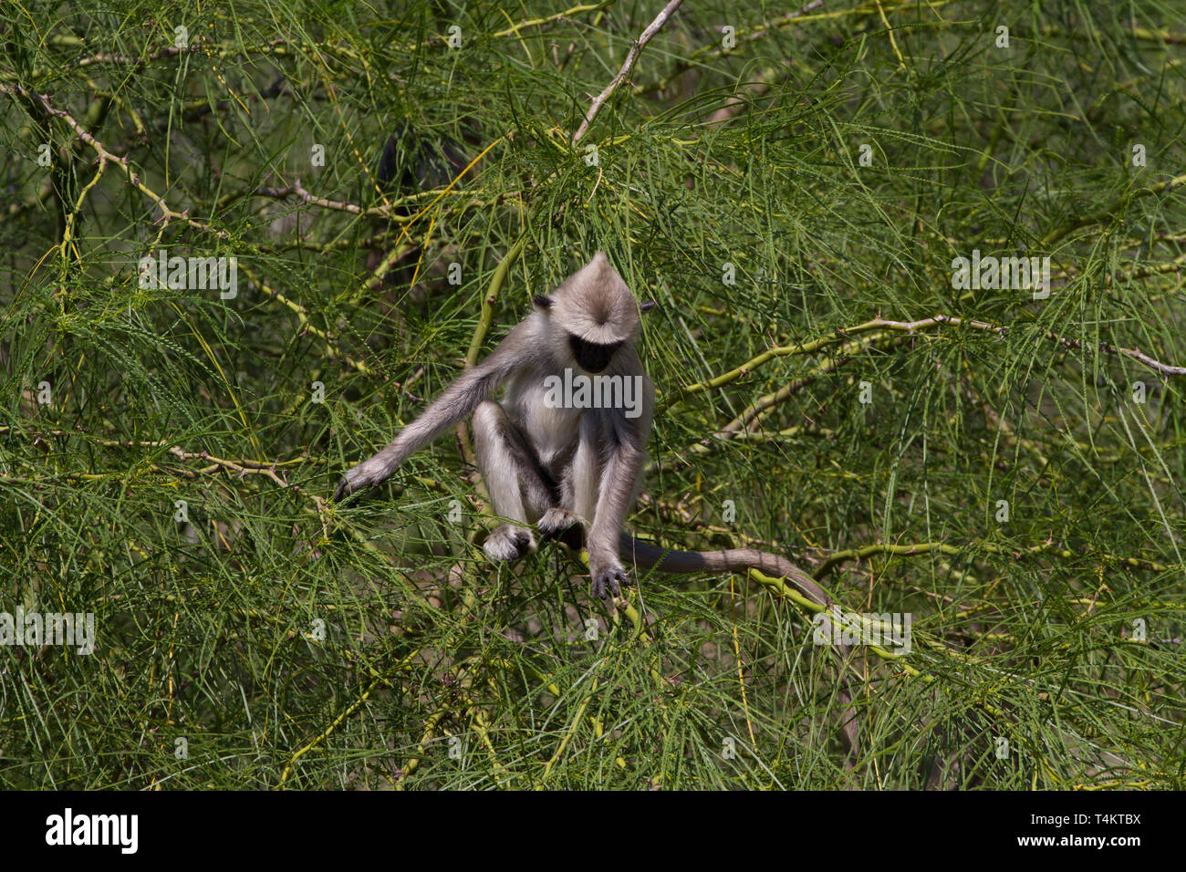 Tufted Grey Langur. Semnopithecus priam. Single adult in bush. Sri ...