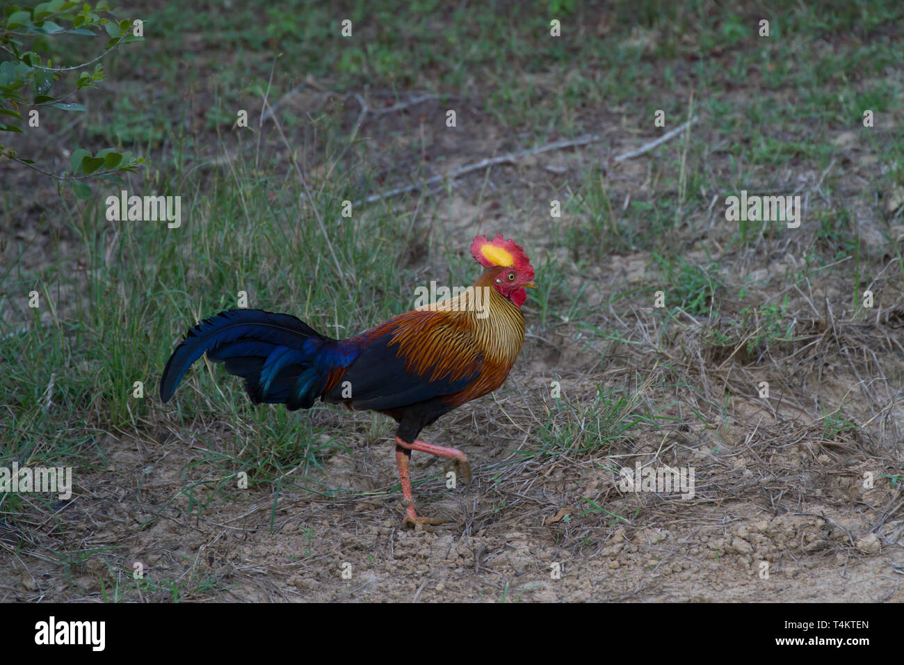Junglefowl national bird sri lanka hi-res stock photography and images ...