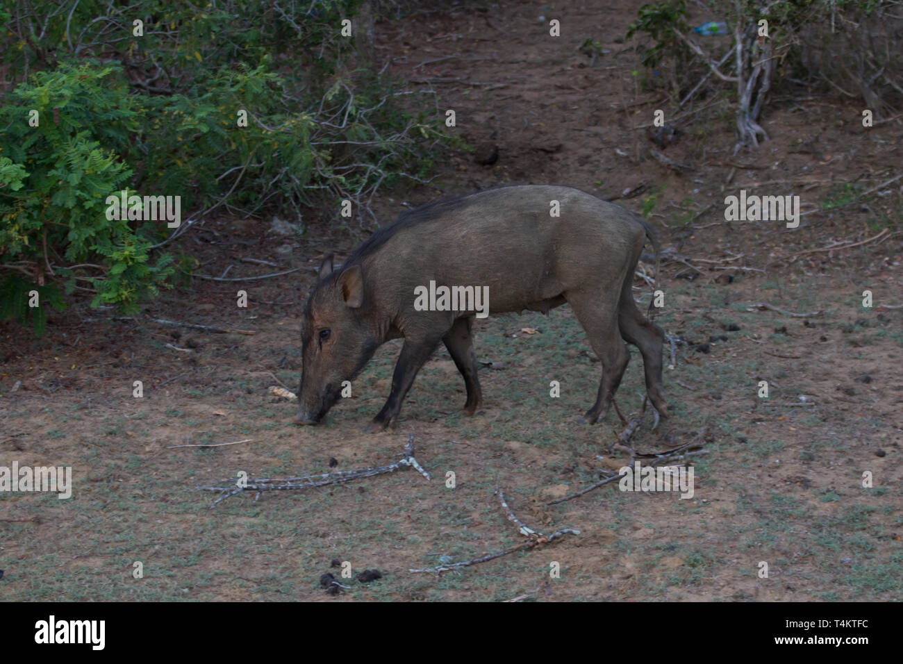 Indian Boar. Sus scrofa cristatus.. Single adult. Sri Lanka Stock Photo ...
