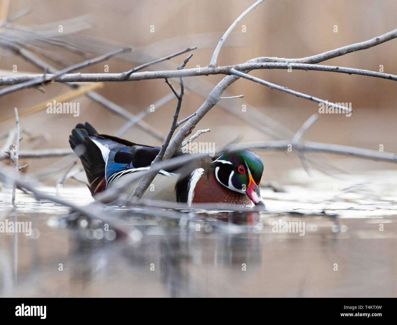 A Drake Wood Duck in the spring in Minnesota Stock Photo - Alamy