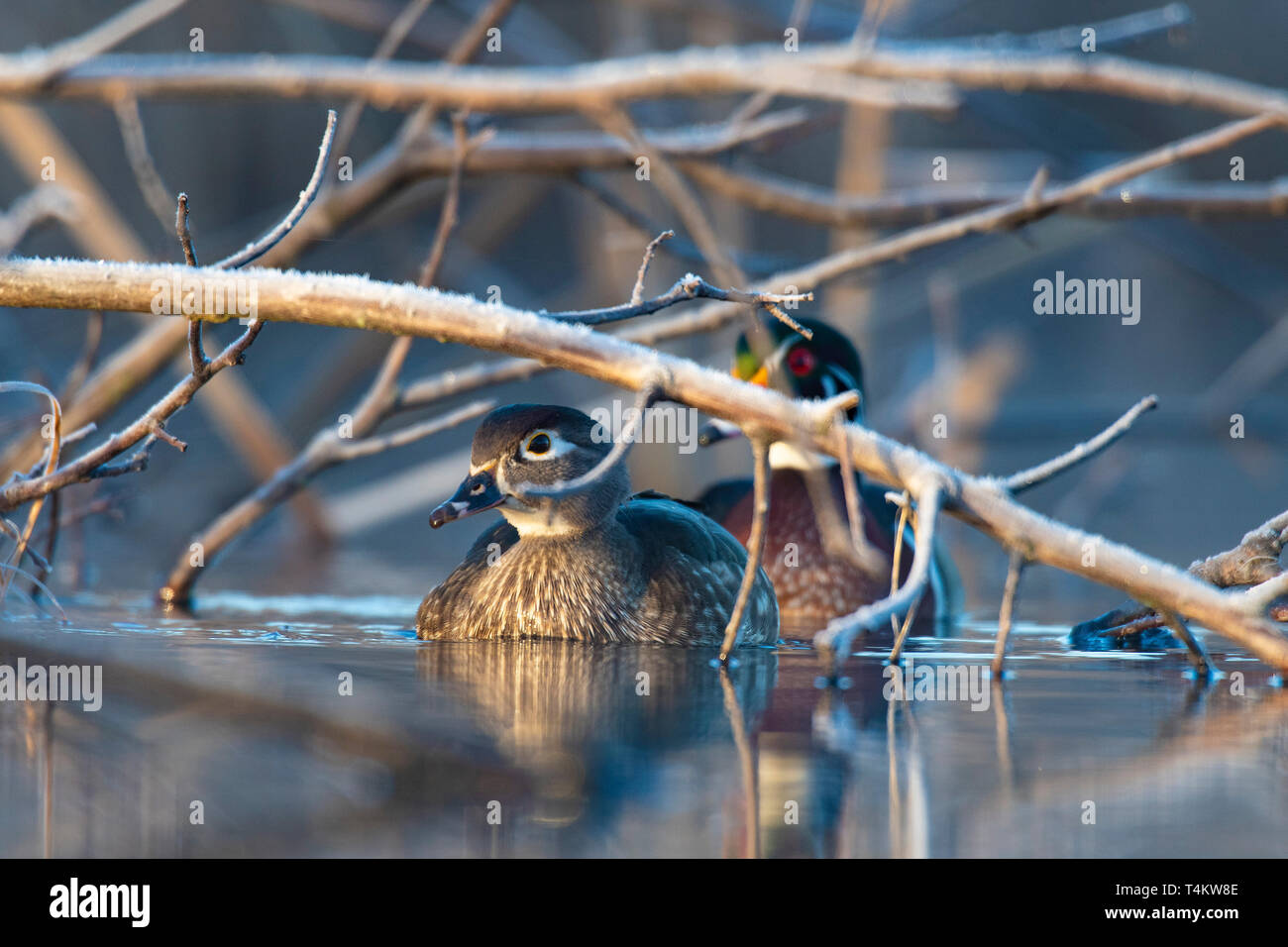 A pair of Wood Ducks in the spring Stock Photo - Alamy