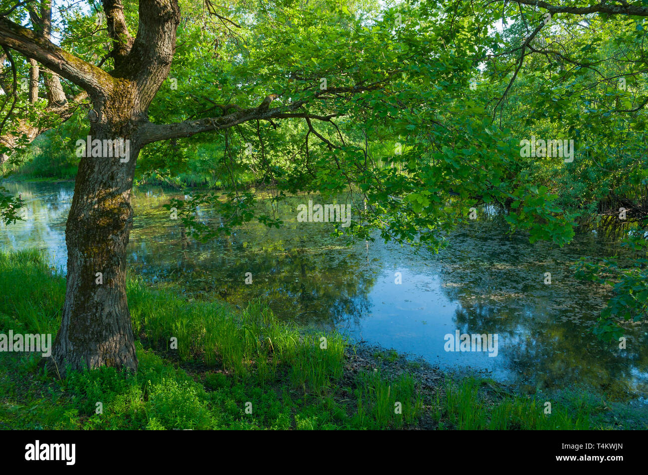 Summer forest landscape - green deciduous oak tree on the bank of the ...