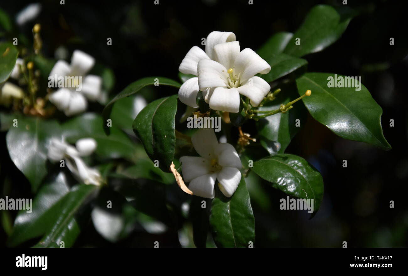 White flowers of Orange Jessamine. Murraya paniculata, Jasminul ...