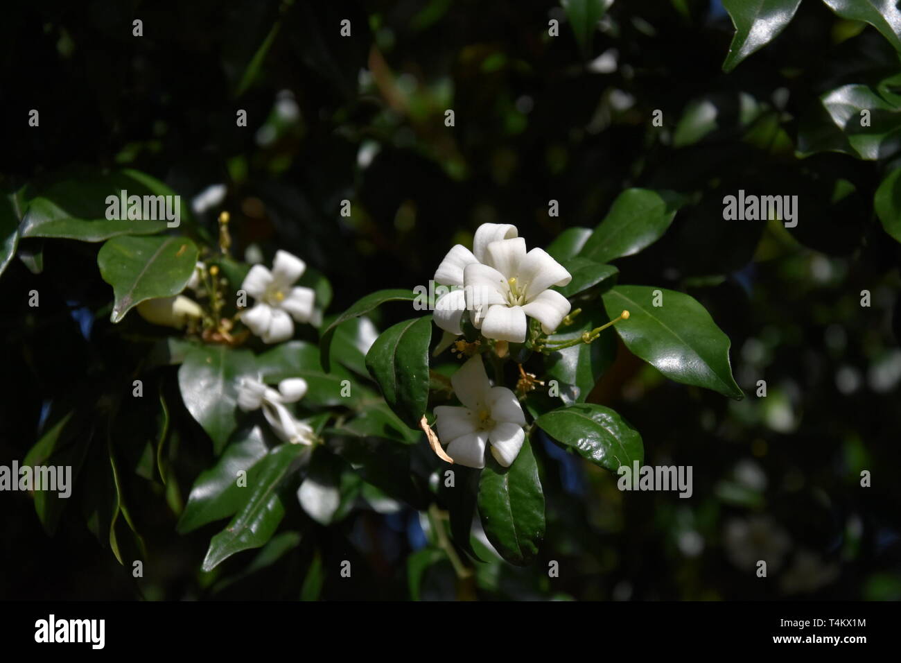White flowers of Orange Jessamine. Murraya paniculata, Jasminul ...