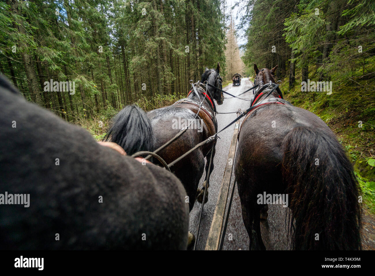 Riding a horse drawn carriage in beautiful mountainous forest, Tatra ...