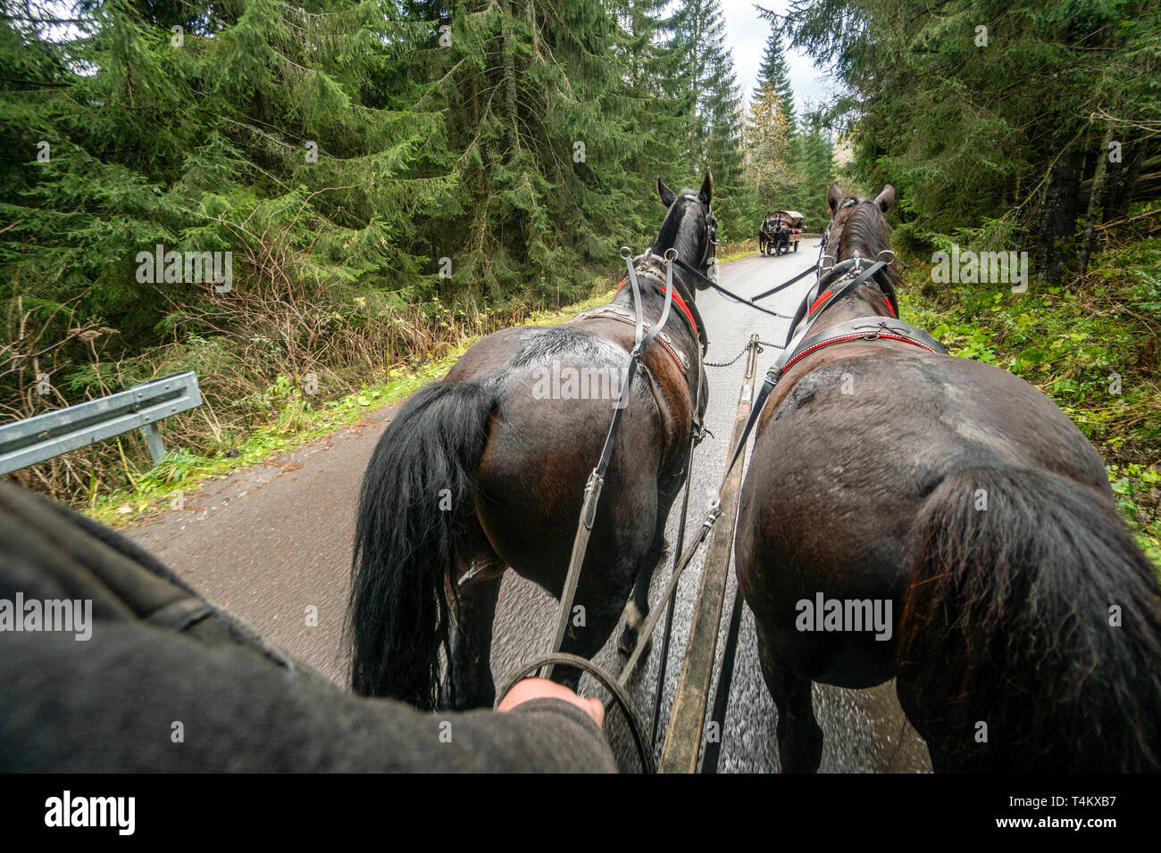 Riding a horse drawn carriage in beautiful mountainous forest, Tatra ...
