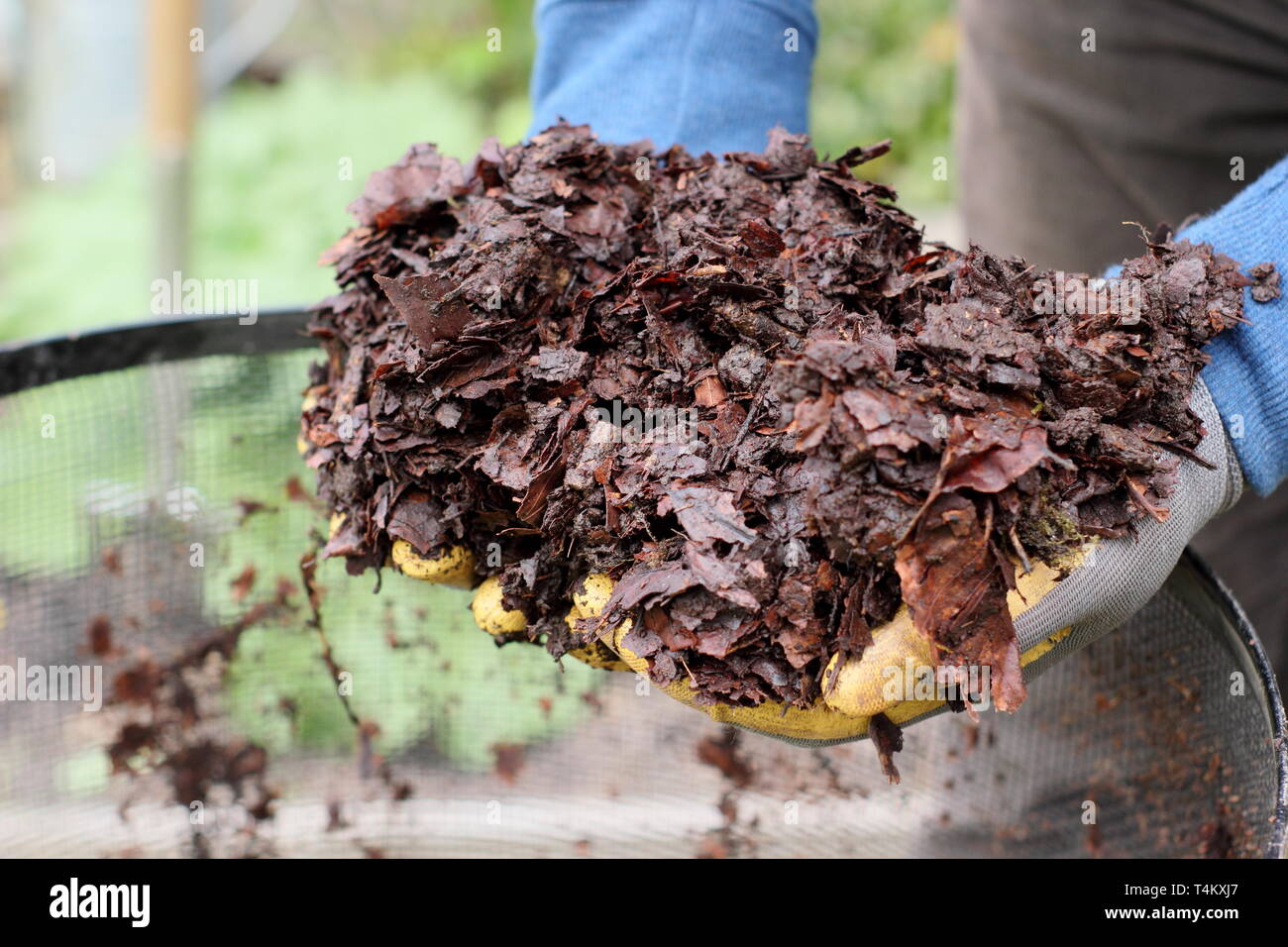 Leaf mould mulching hi-res stock photography and images - Alamy