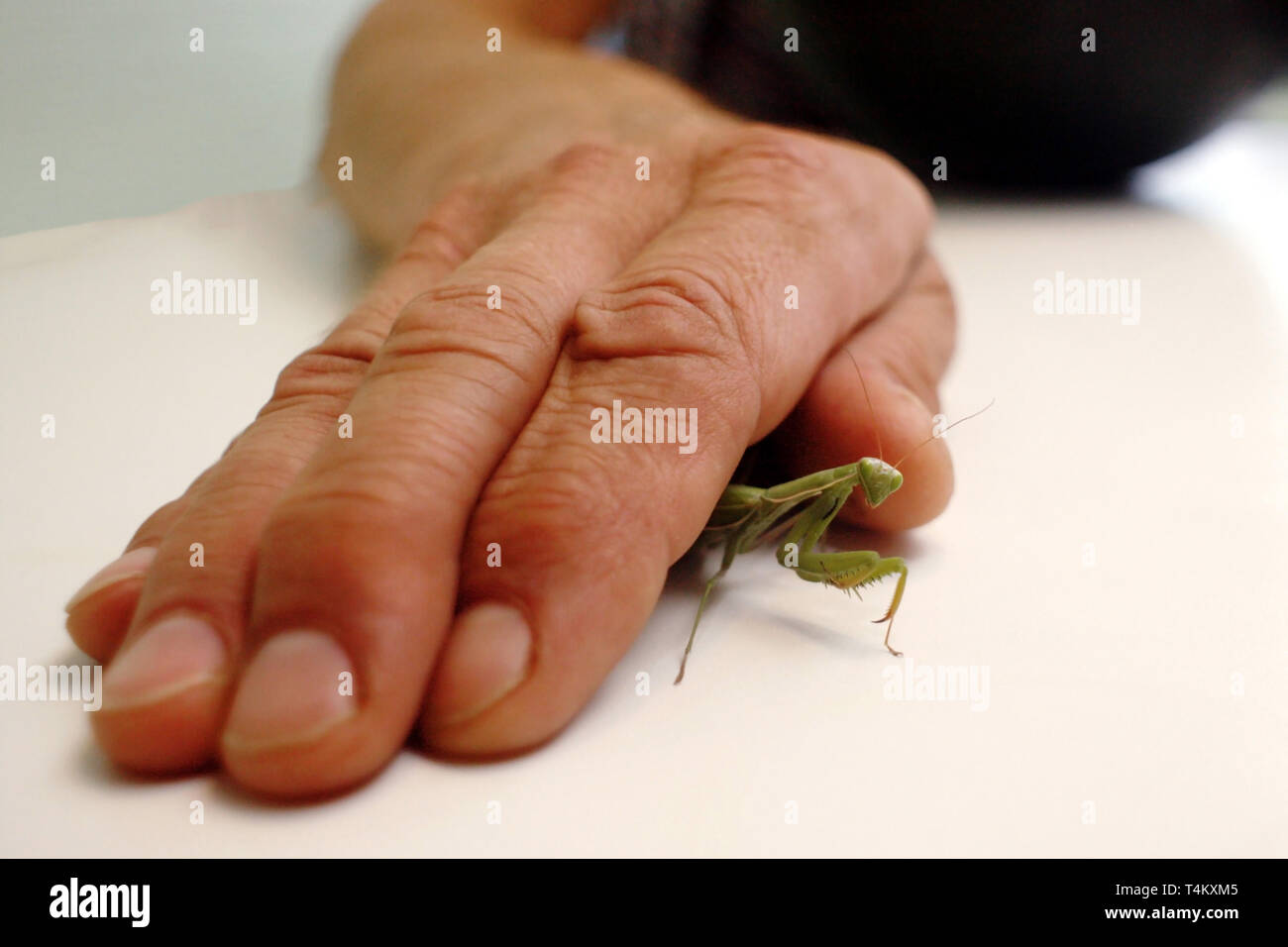 Adult female mantis hi-res stock photography and images - Alamy