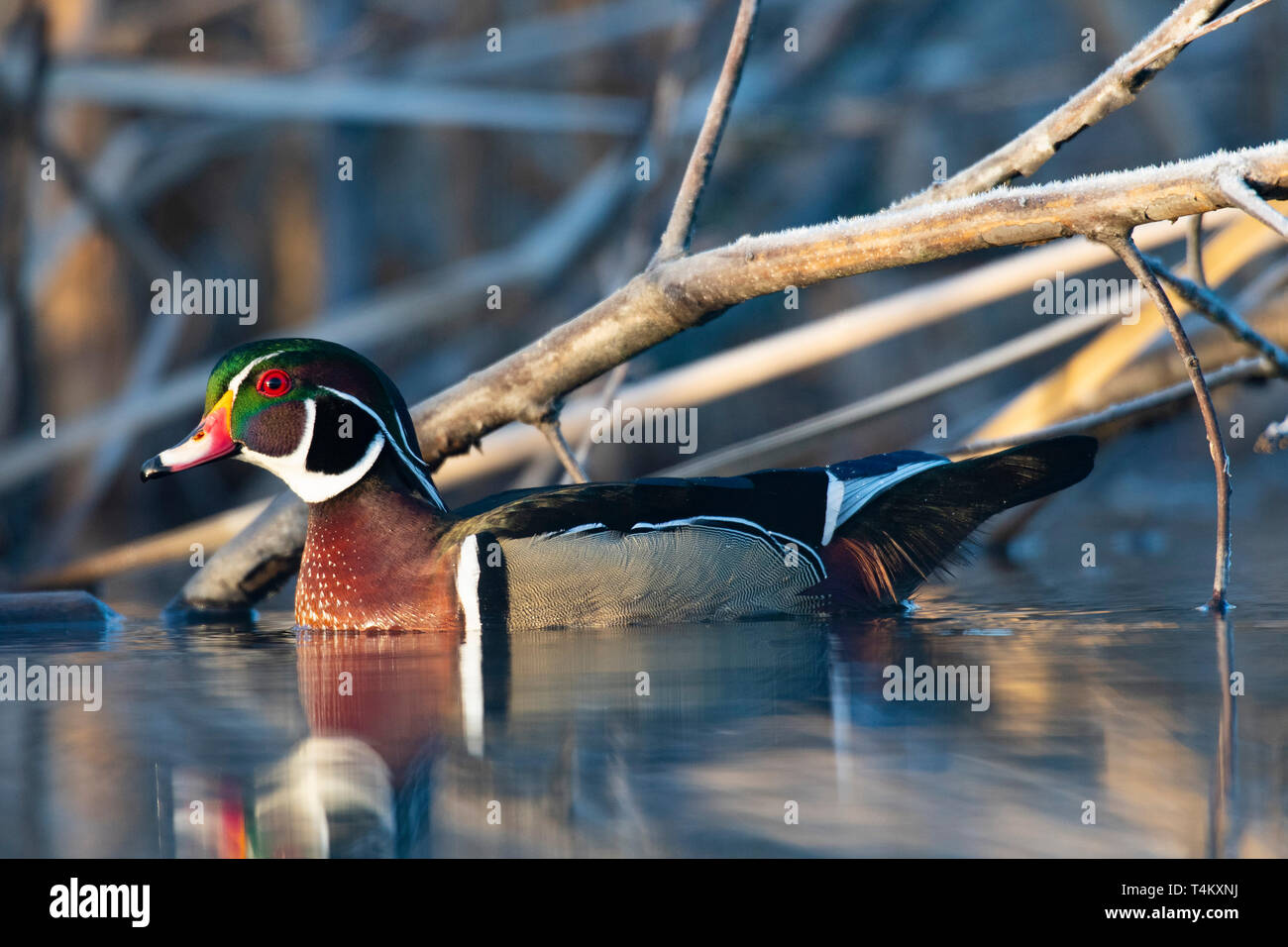 A Drake Wood Duck in the spring in Minnesota Stock Photo - Alamy