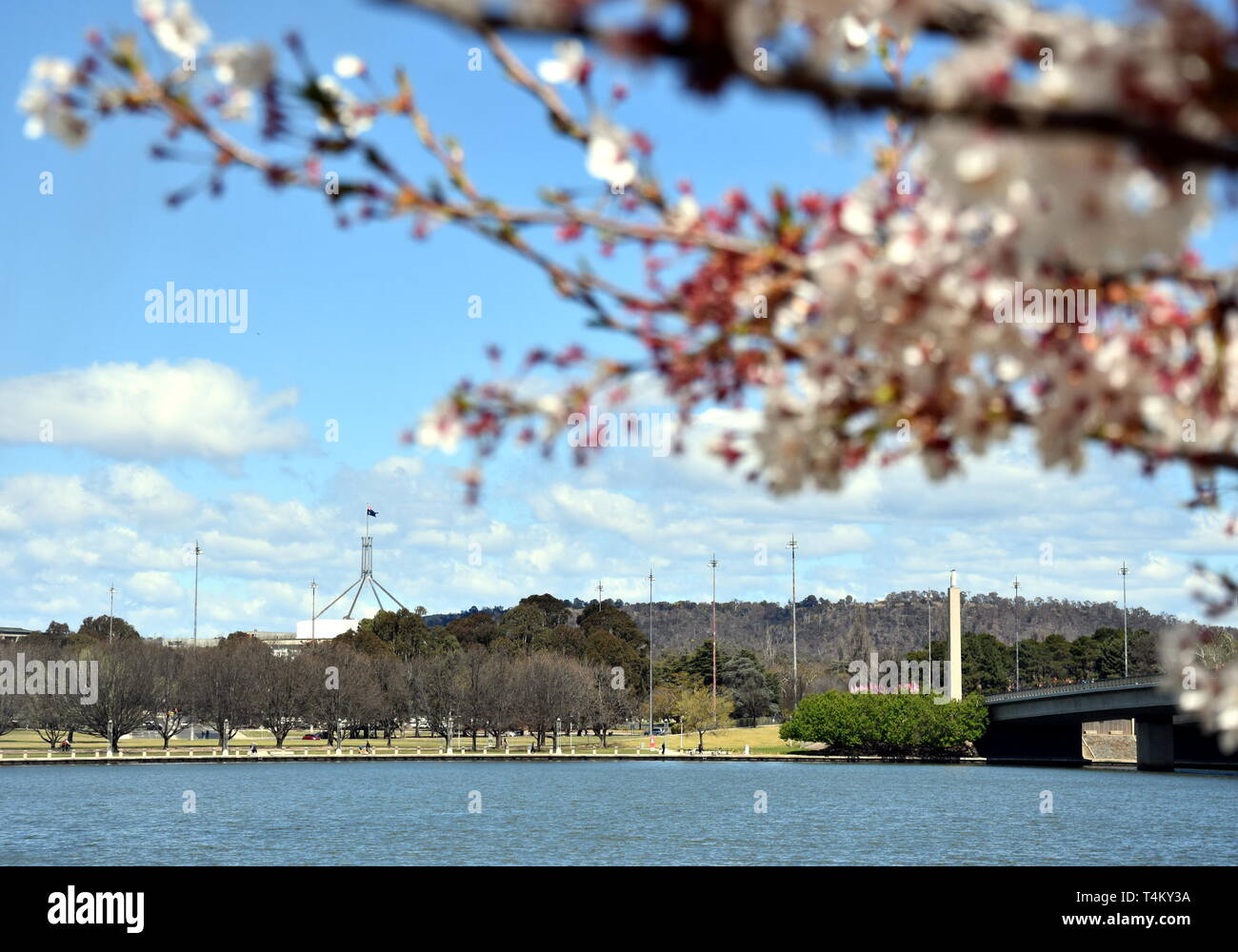 View of Parliament House from under cherry tree blossom from the other ...