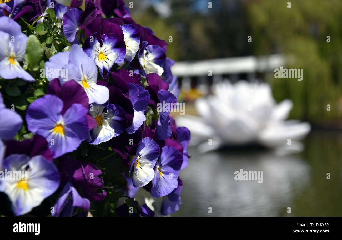 Blue white pansy flowers in focus. Big plastic white water lily in the ...