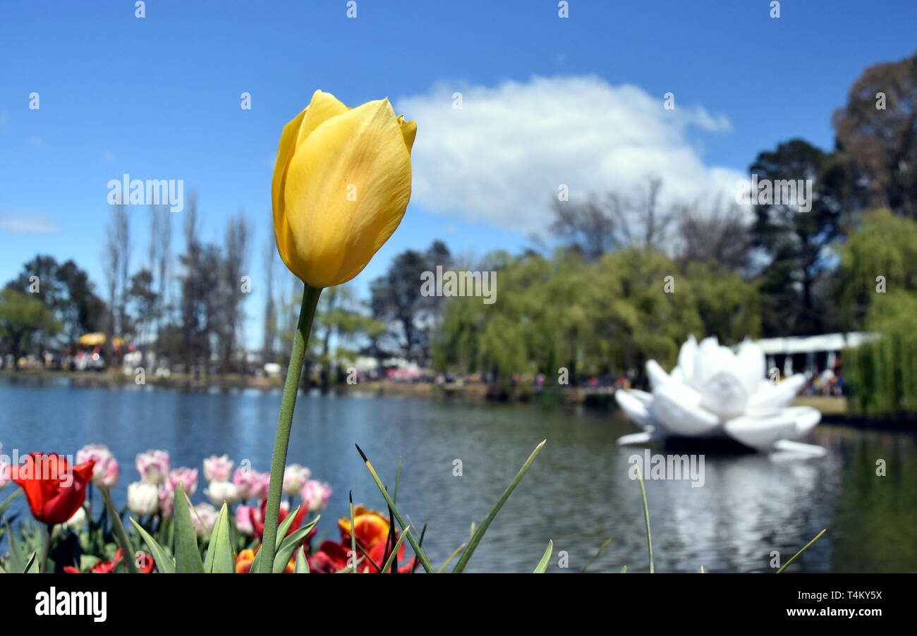 Yellow tulip flower against blue sky. Big plastic white water lily in ...