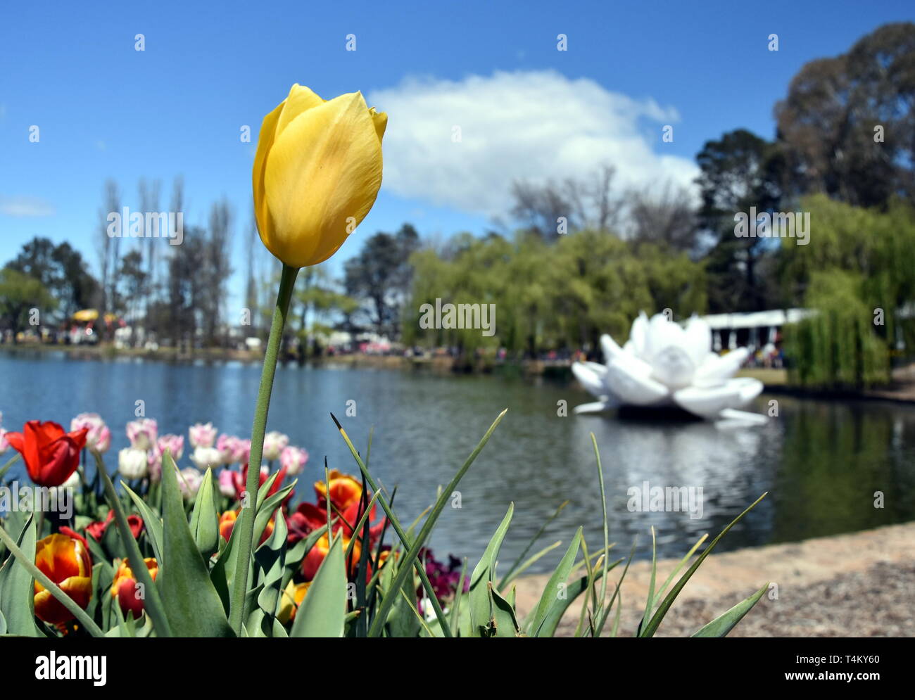 Yellow tulip flower against blue sky. Big plastic white water lily in ...