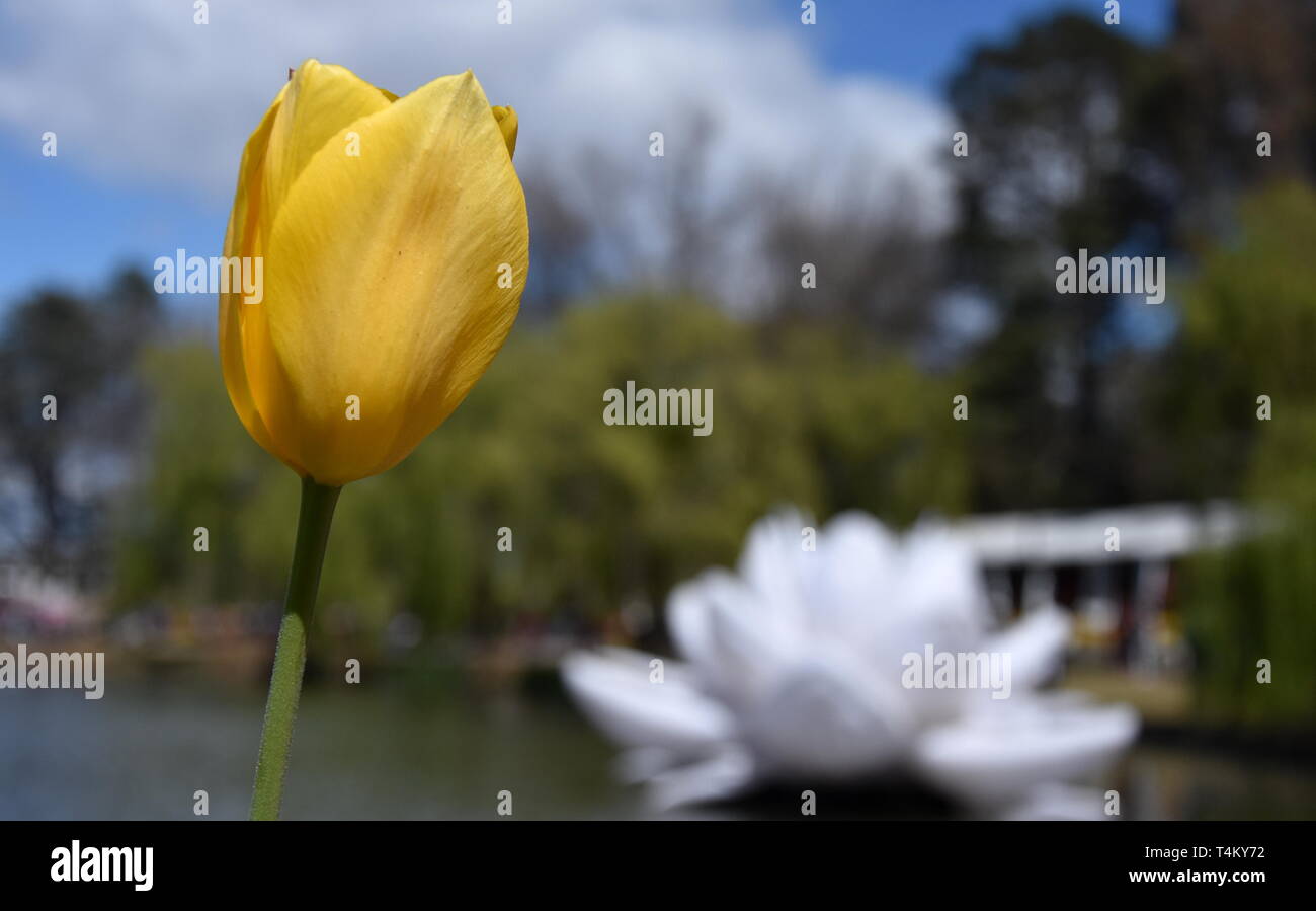 Yellow tulip flower against blue sky. Big plastic white water lily in ...