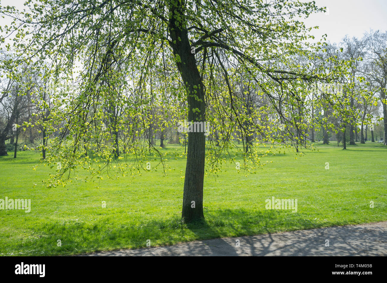 Hyde park london spring hi-res stock photography and images - Alamy