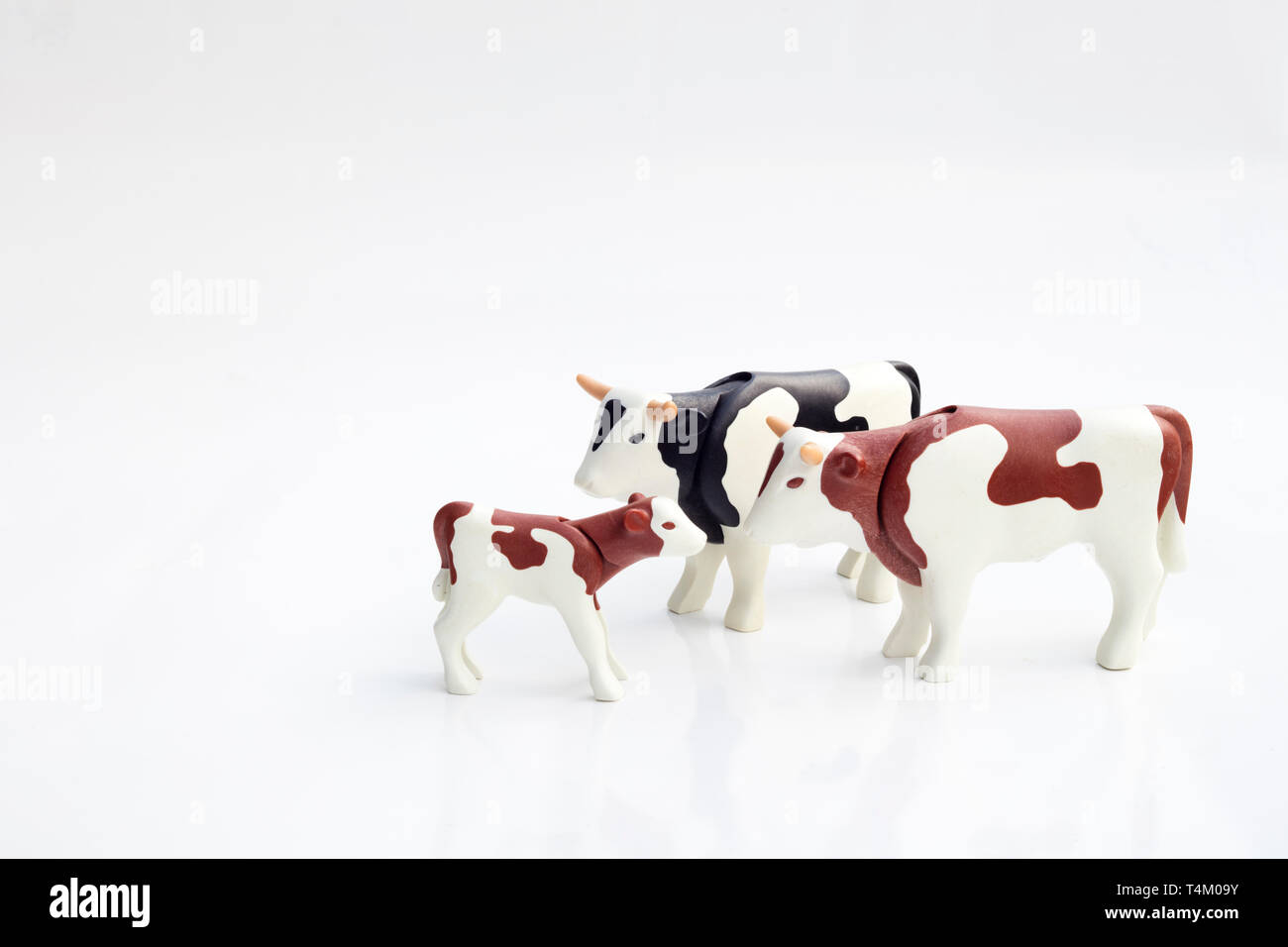 Detail of toy plastic cows in isolated white background Stock Photo - Alamy