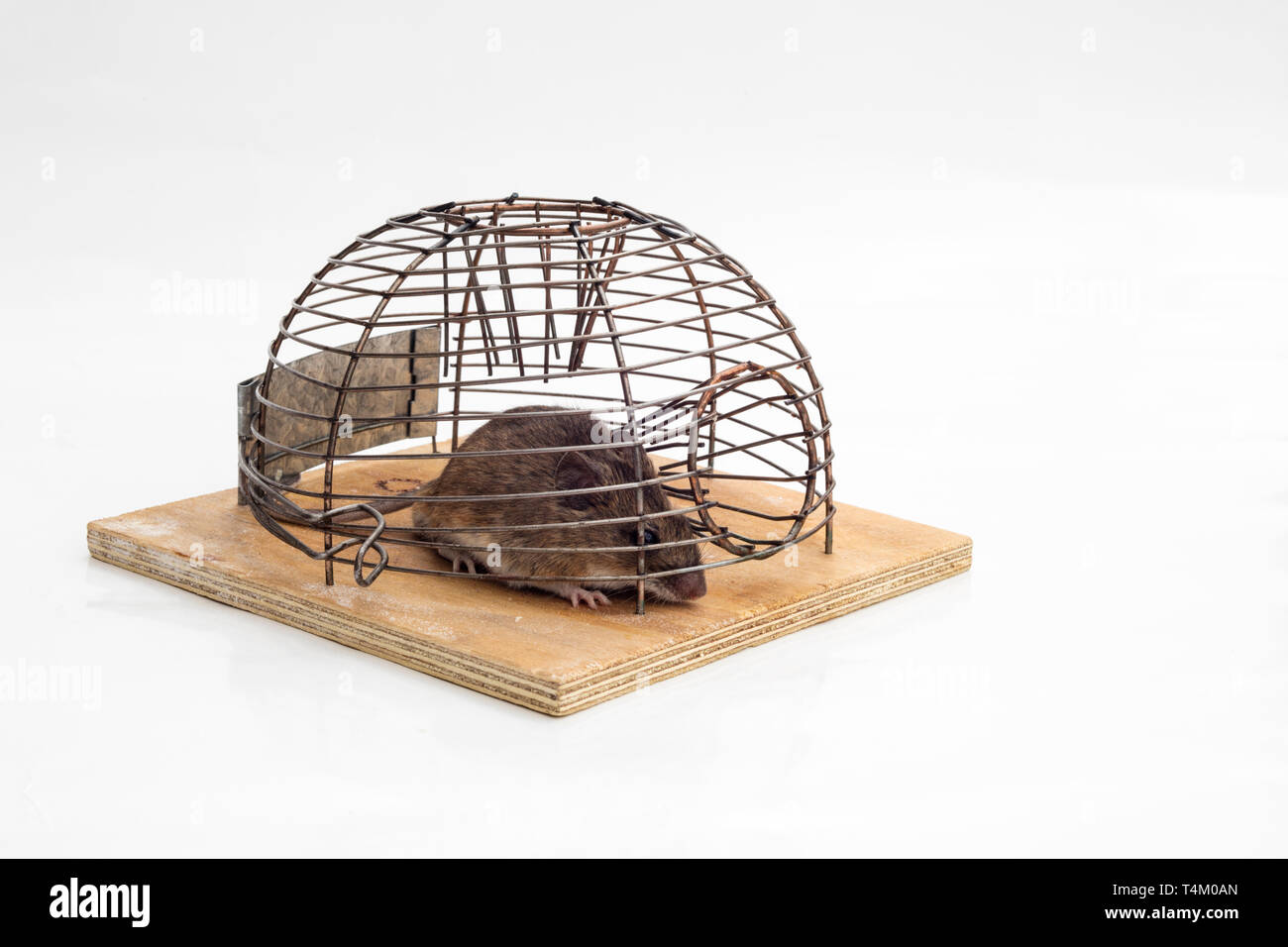 Mouse trapped in a mouse trap in white isolated background Stock Photo ...