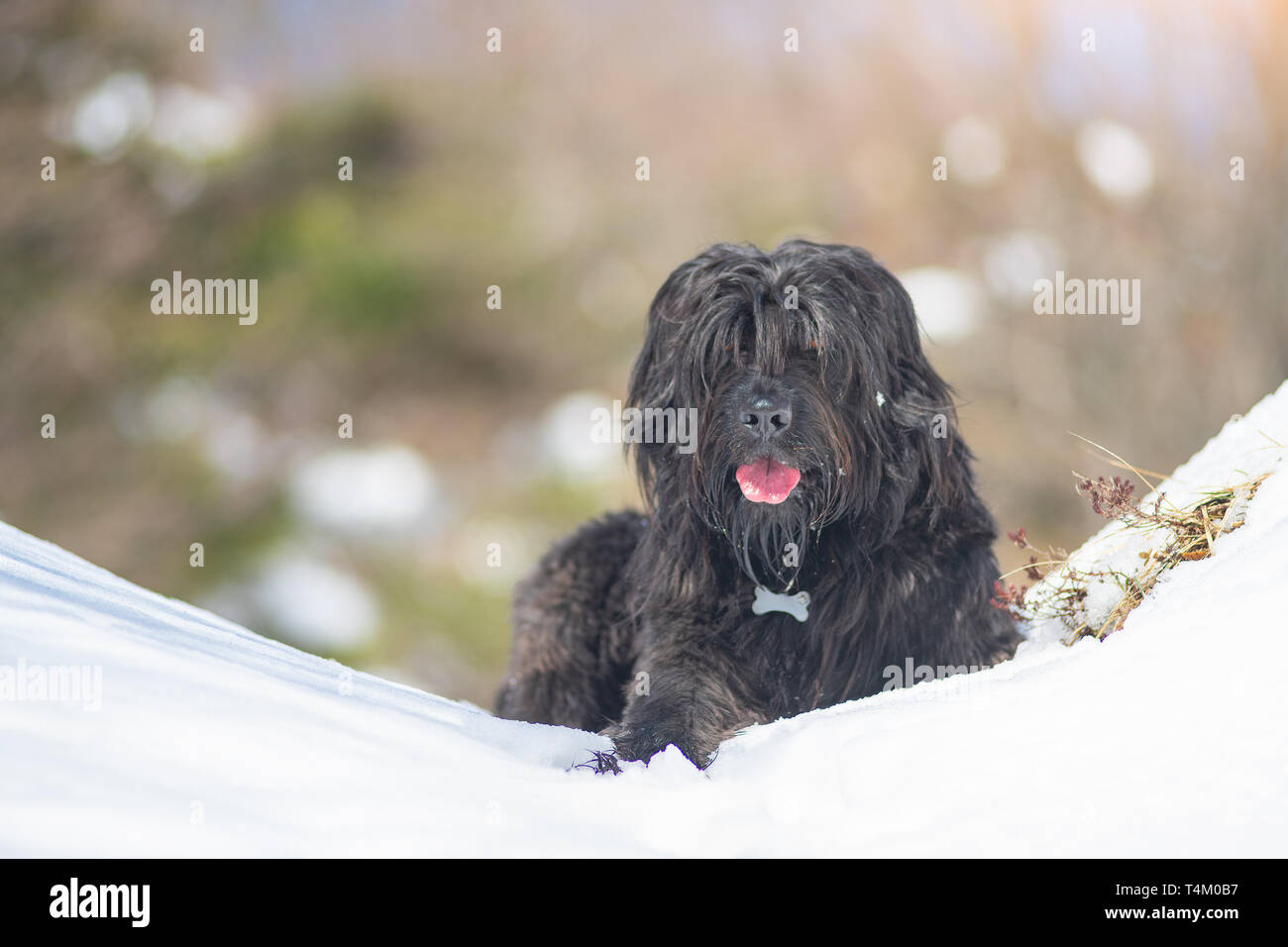 Rasta dog hi-res stock photography and images - Alamy