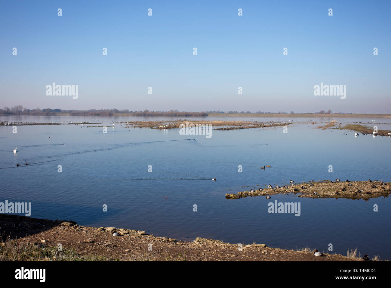 Welney Wetland Reserve, (WWT), on a bright Winter's day, Norfolk ...