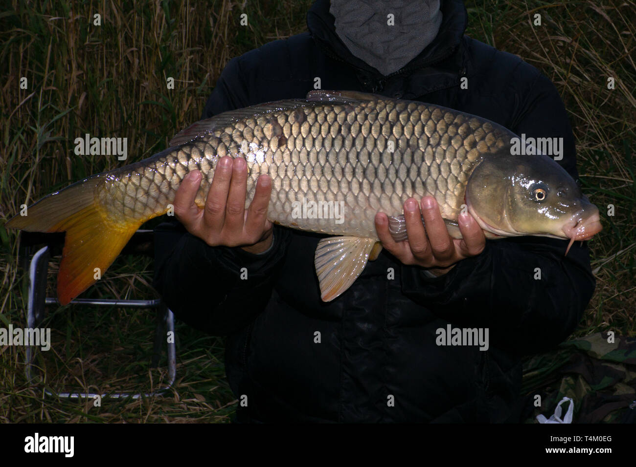 Carp isolated on white background in the wild Stock Photo - Alamy