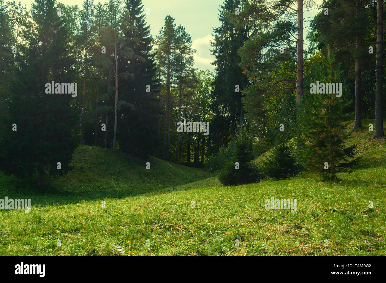 Forest landscape in cloudy weather - forest trees growing in the valley ...